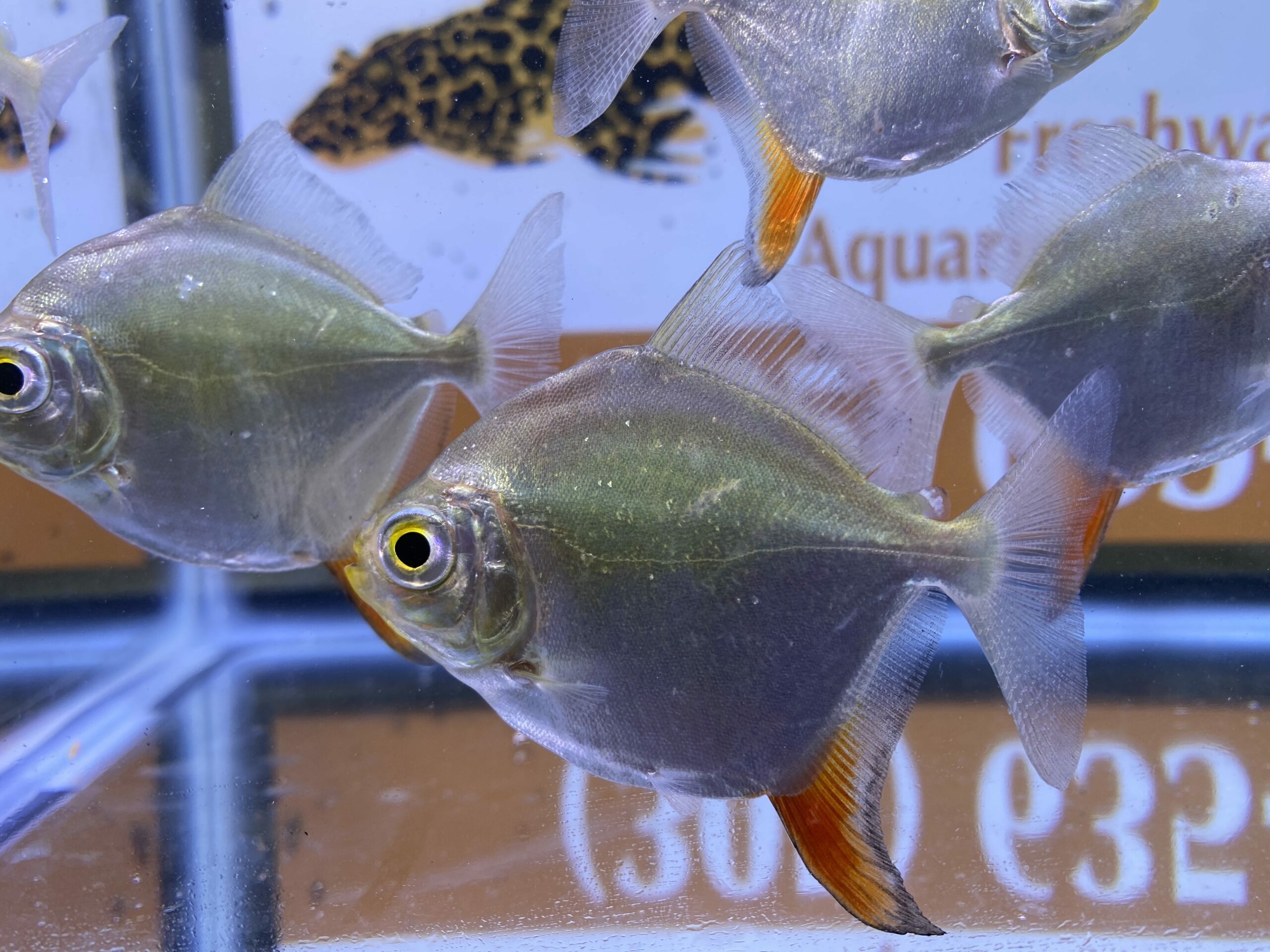 RED HOOK METYNNIS / MYLEUS RUBRIPINNIS – Ornamental Fish Imports